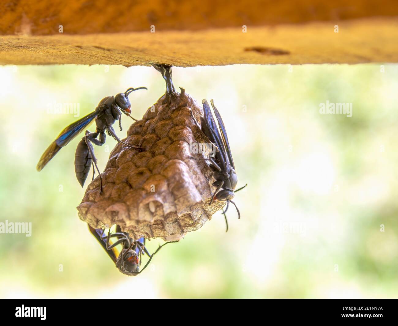 Macro photography of three black paper wasps on their nest hanging from ...