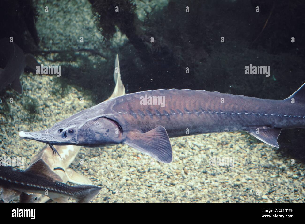 Arowana fish - horizontal photograph Stock Photo - Alamy
