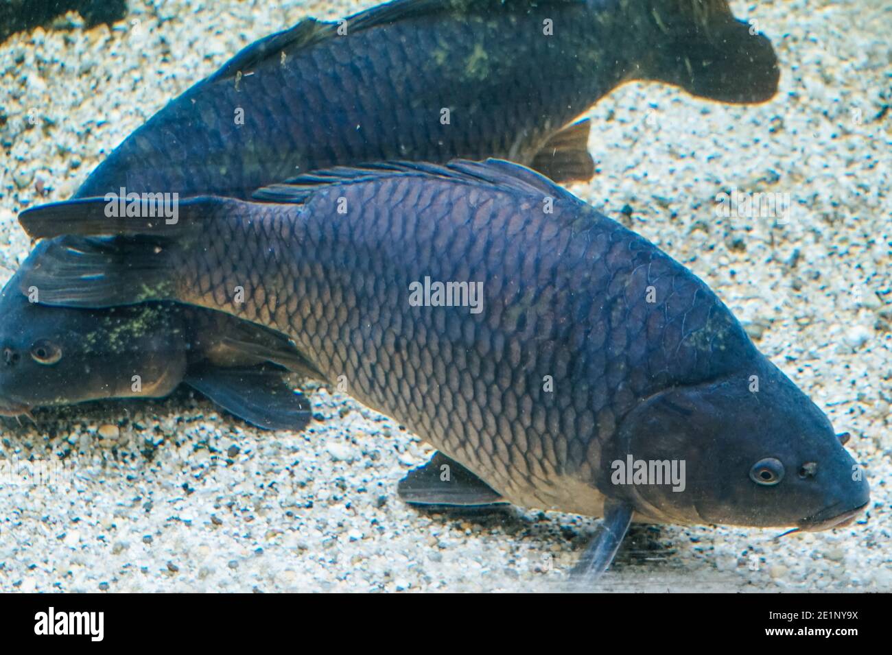 Two black fish, bottom with stones Stock Photo - Alamy