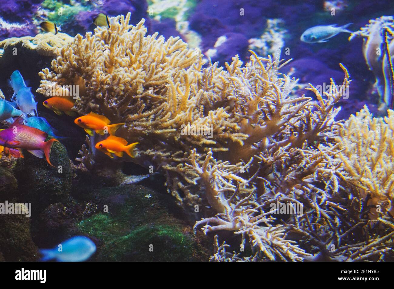 Coral reef, fish - saltwater aquarium Stock Photo - Alamy