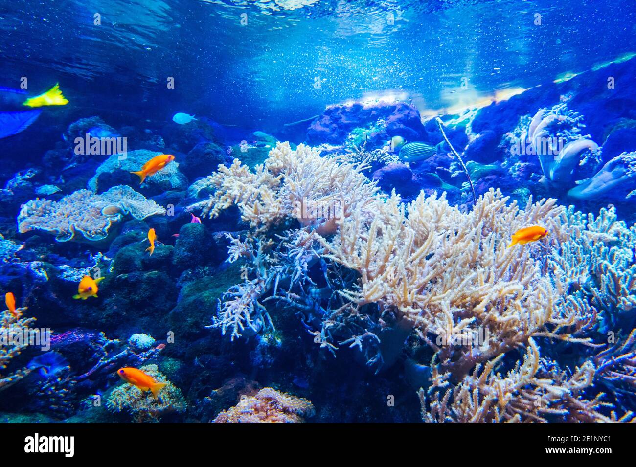 Coral reef, fish - saltwater aquarium Stock Photo - Alamy