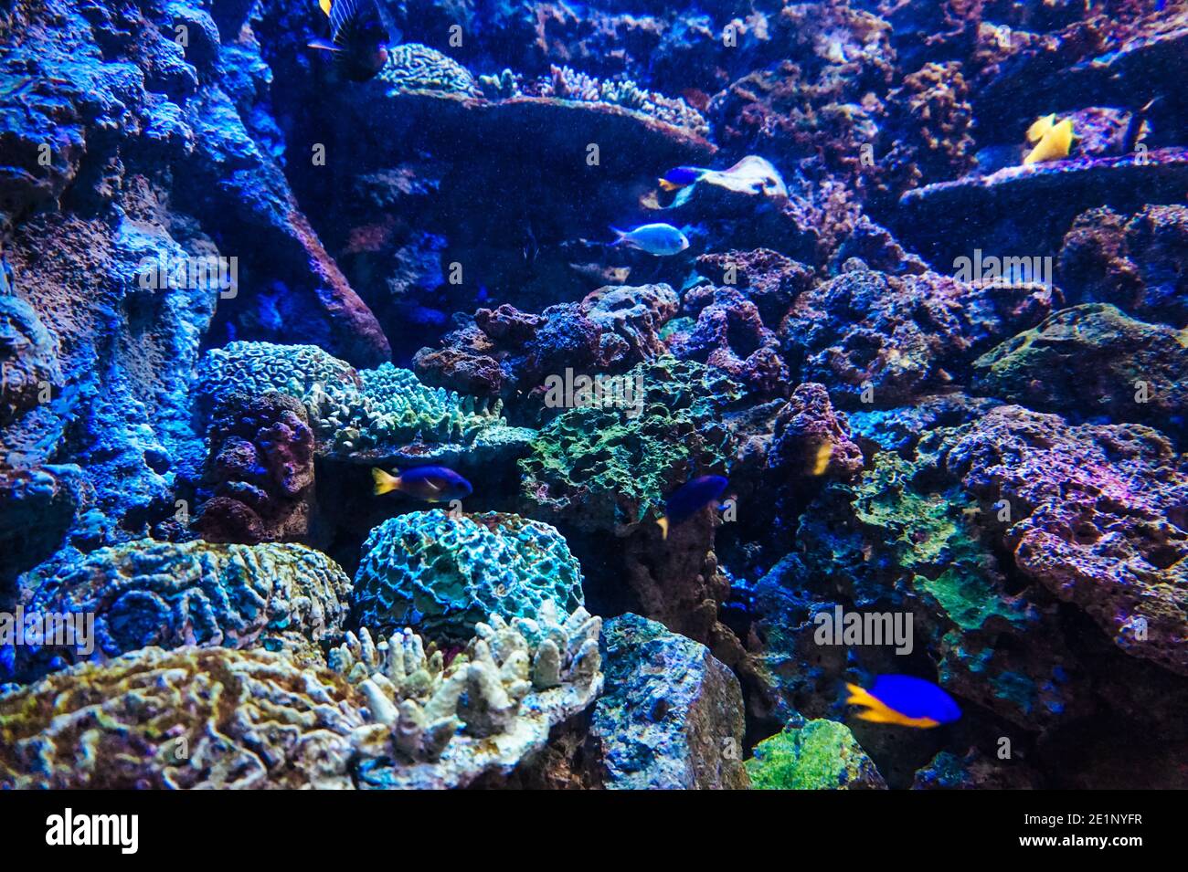 Coral reef, fish - saltwater aquarium Stock Photo - Alamy