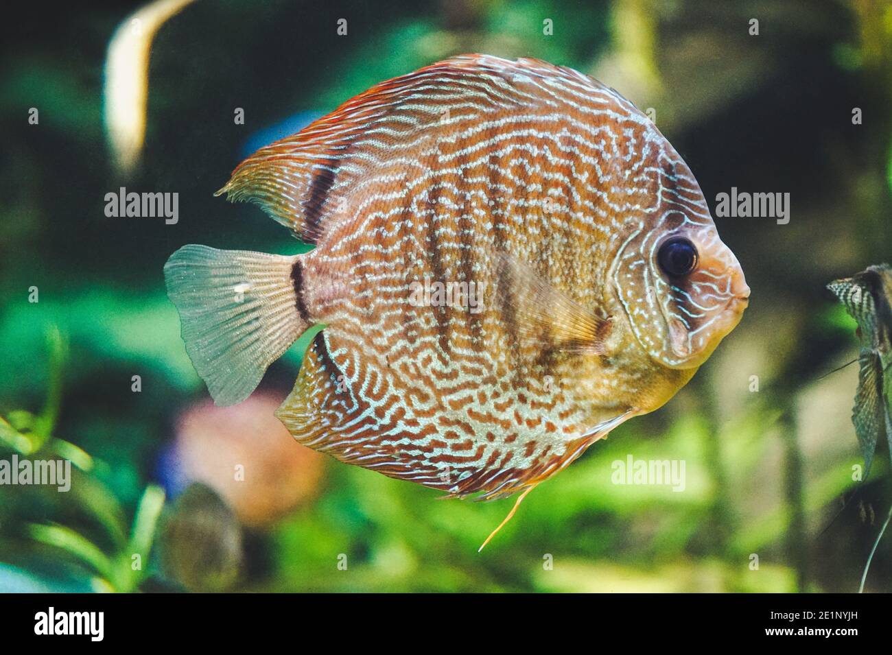 Brown Discus High Resolution Stock Photography and Images - Alamy