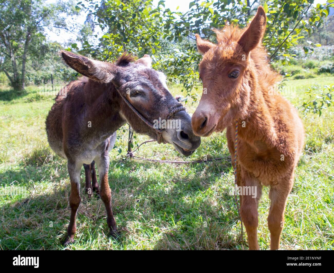 Hinny Foal