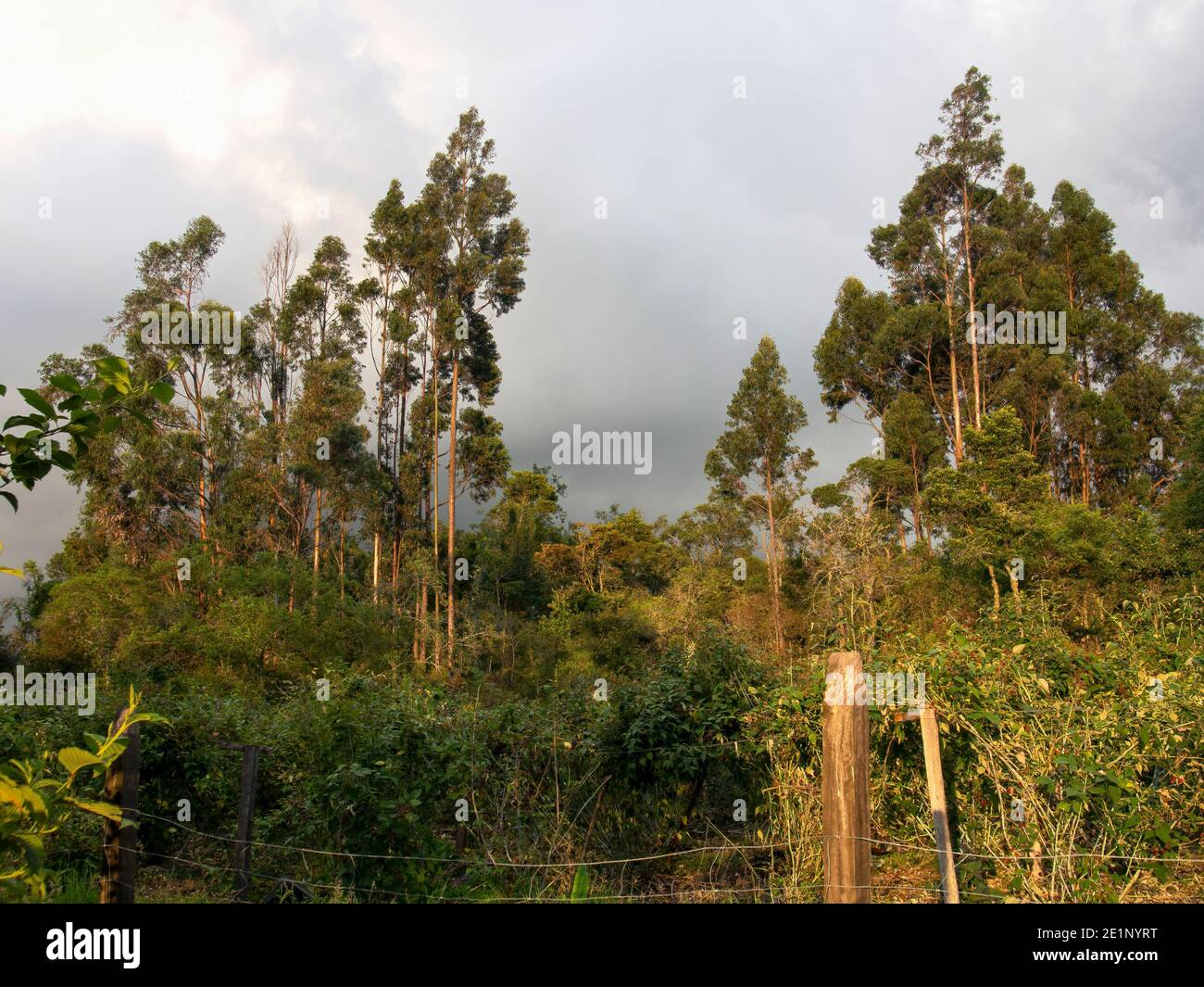 An eucalyptus forest behind an Andean raspberry cultivation, in the ...