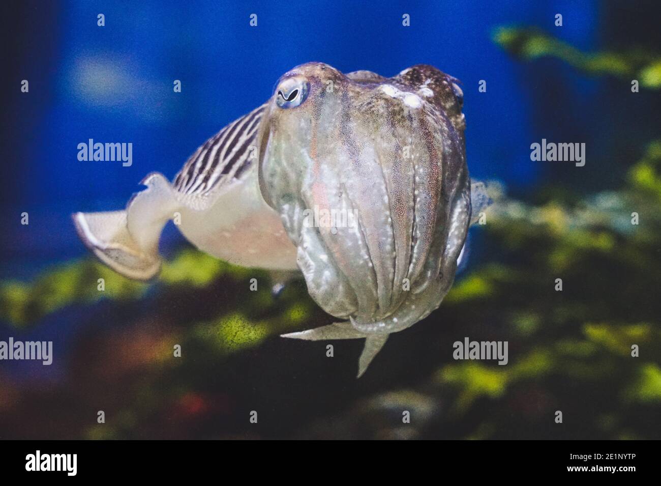 Grey fugu fish - front view Stock Photo - Alamy