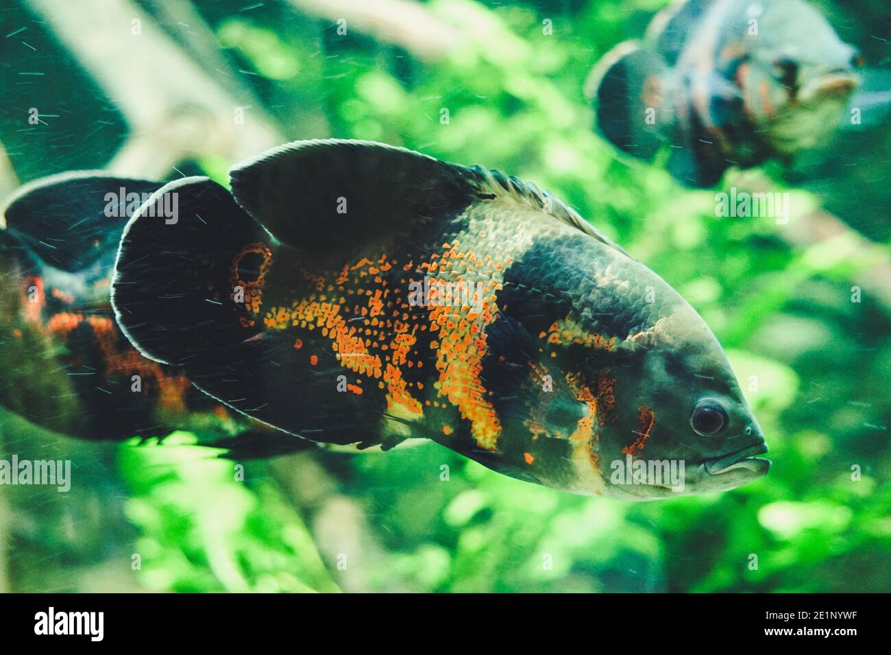 Orange fish with black spots hi-res stock photography and images - Alamy