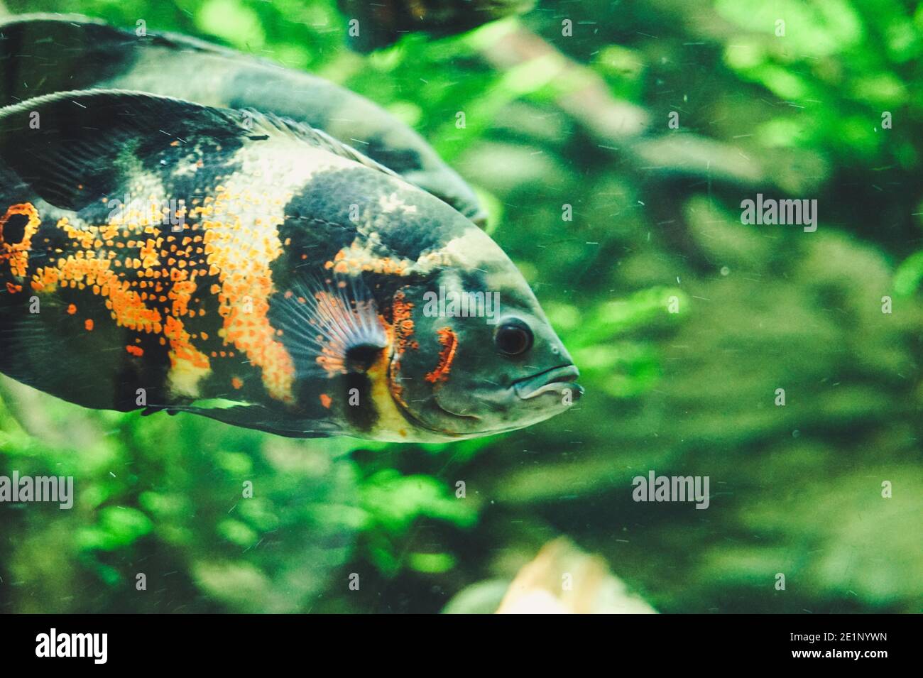 Orange fish with black spots hi-res stock photography and images - Alamy