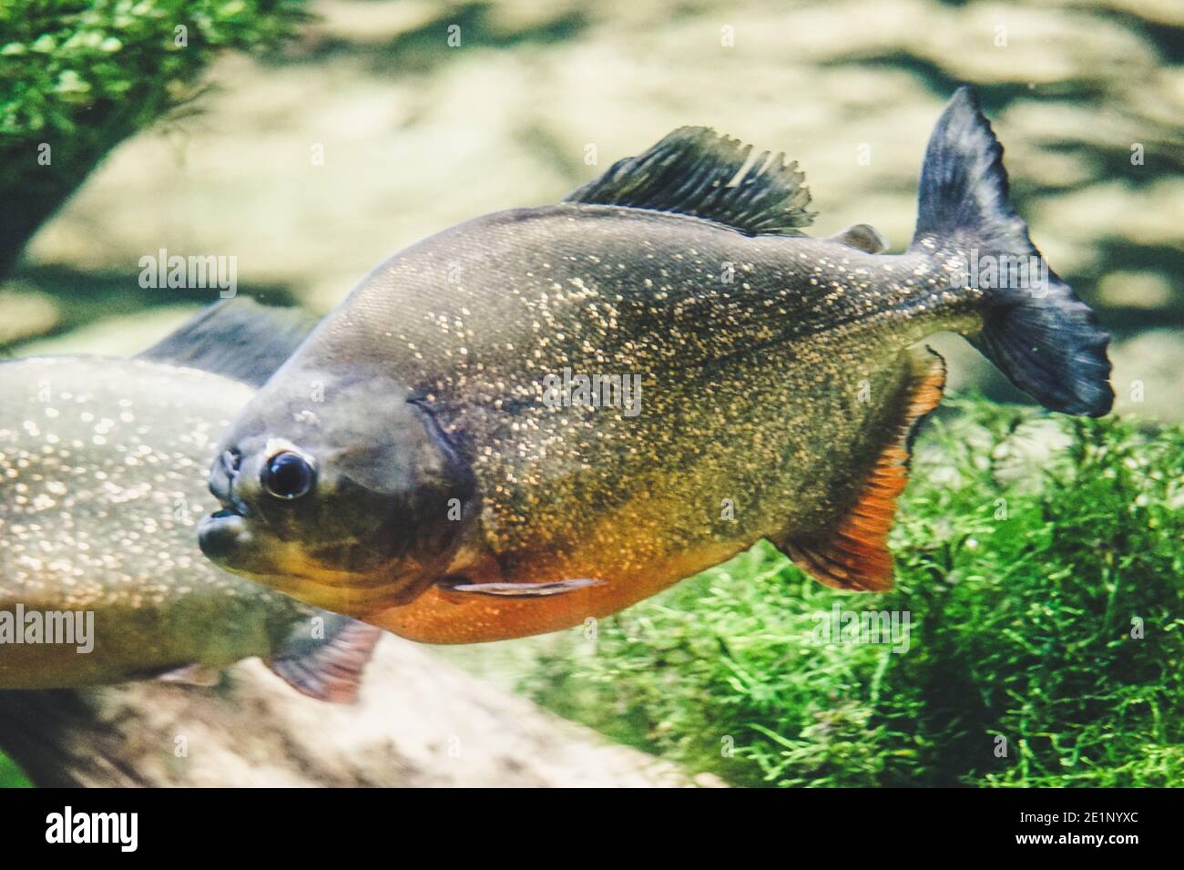 Piranha fish - side view Stock Photo - Alamy