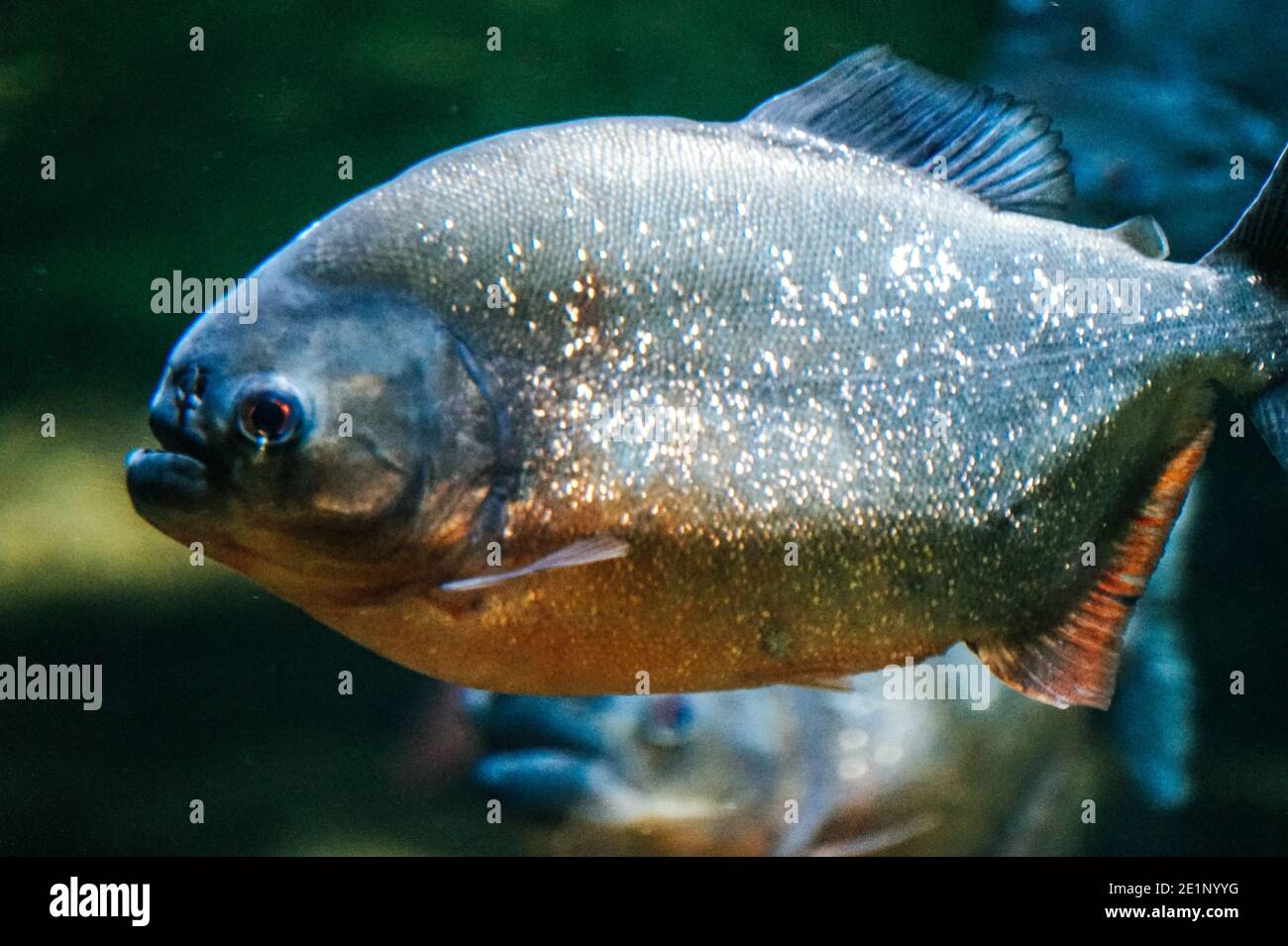 Black Piranha High Resolution Stock Photography and Images - Alamy