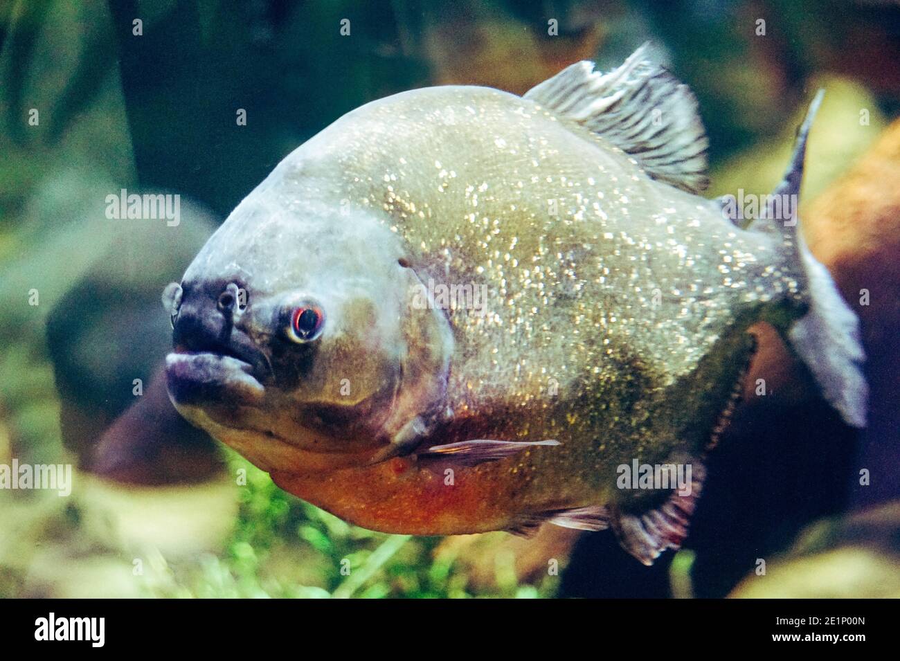Fish side view hi-res stock photography and images - Alamy