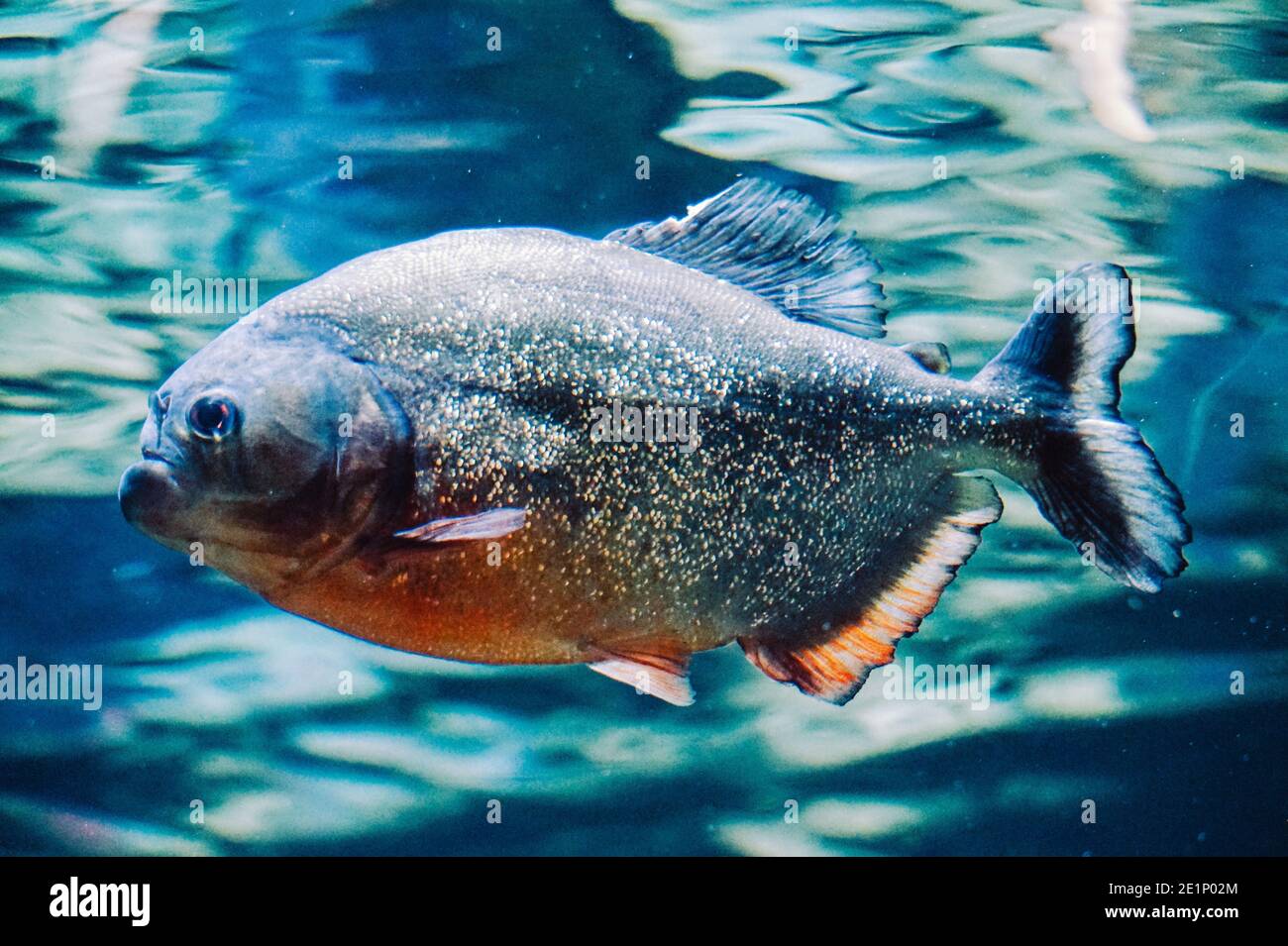 Piranha fish - side view Stock Photo - Alamy