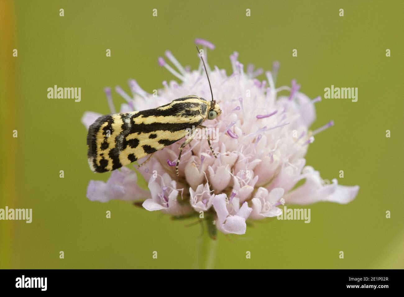 Close up of the day active moth Spotted Sulphur, Acontia trabealis, on ...