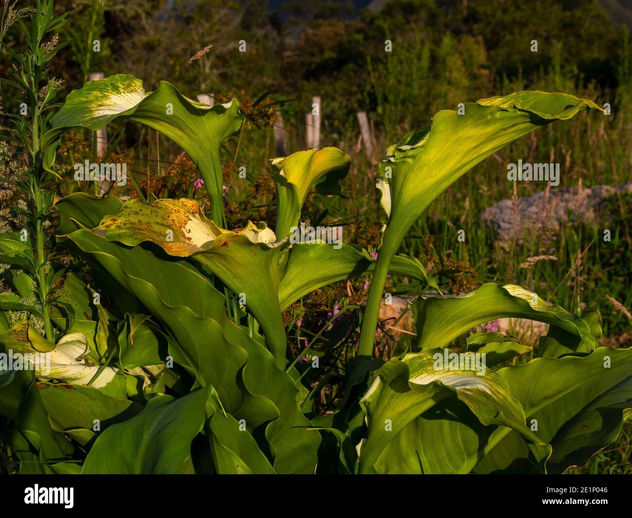Green goddess cultivar of calla lily plant at sunset, in a garden near ...