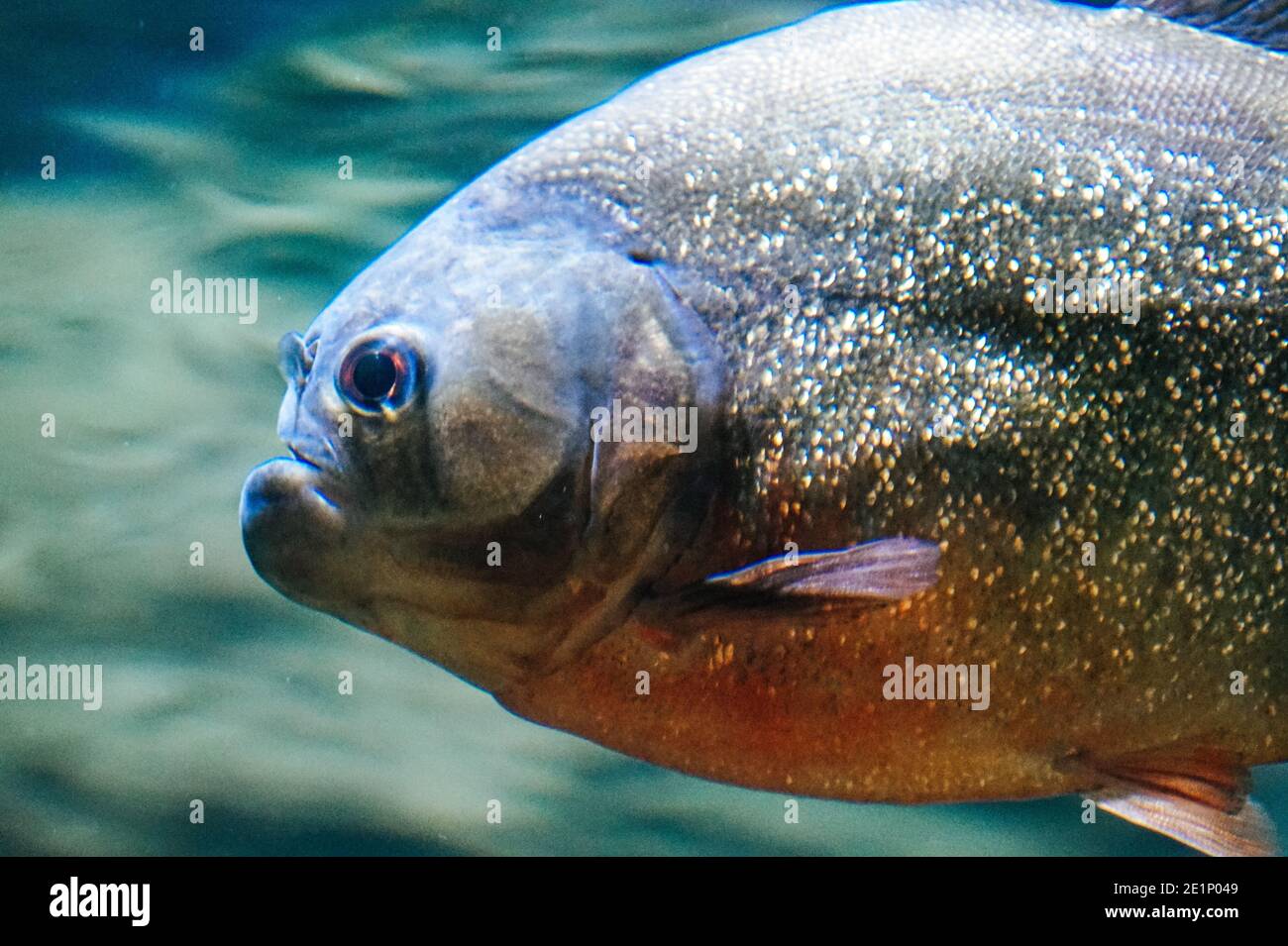 Fish side view hi-res stock photography and images - Alamy