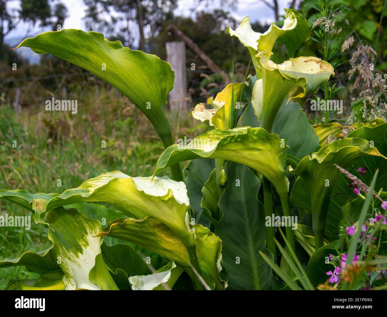 Green goddess cultivar of calla lily plant, in a garden near the ...