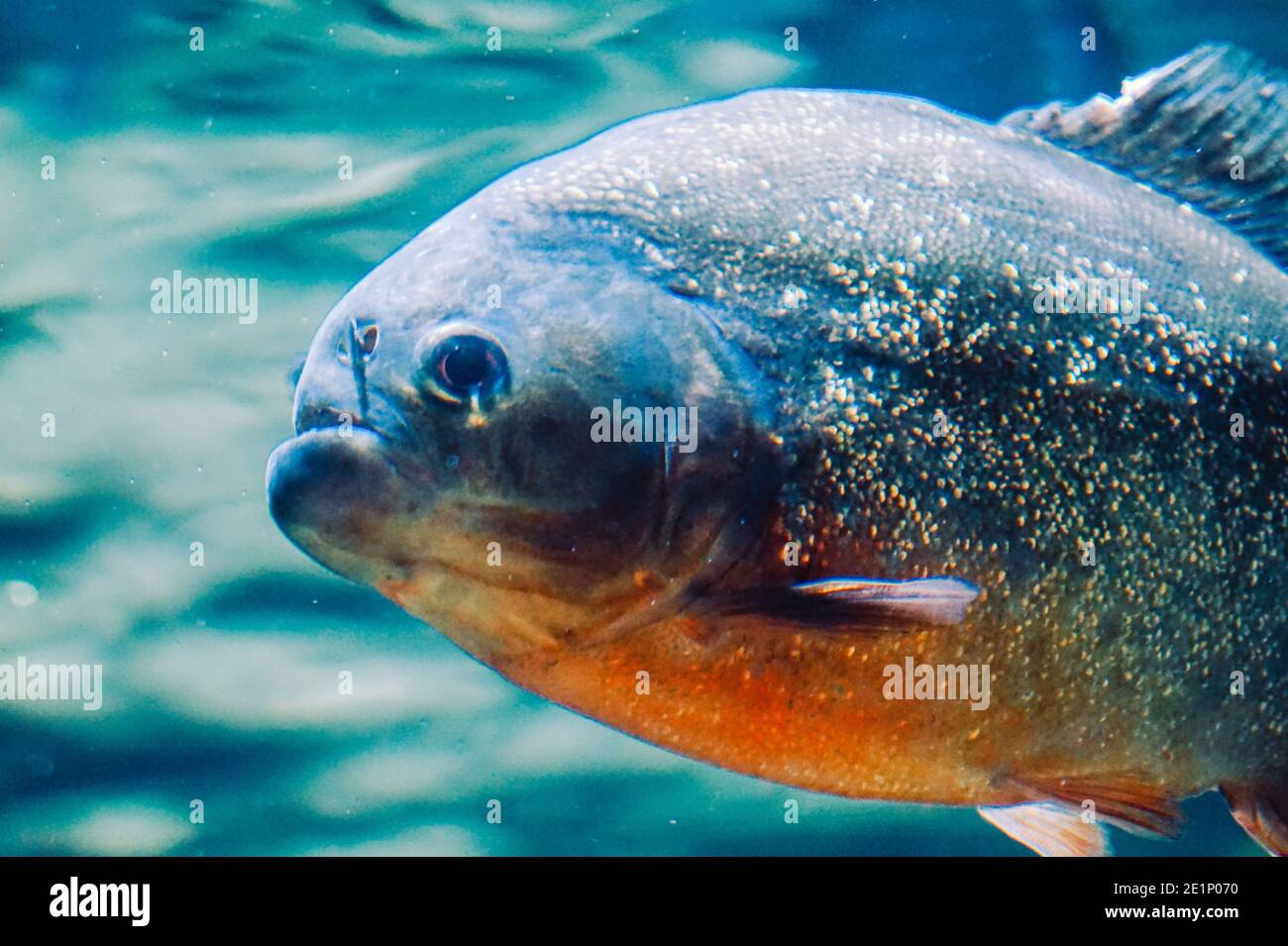 Fish side view hi-res stock photography and images - Alamy