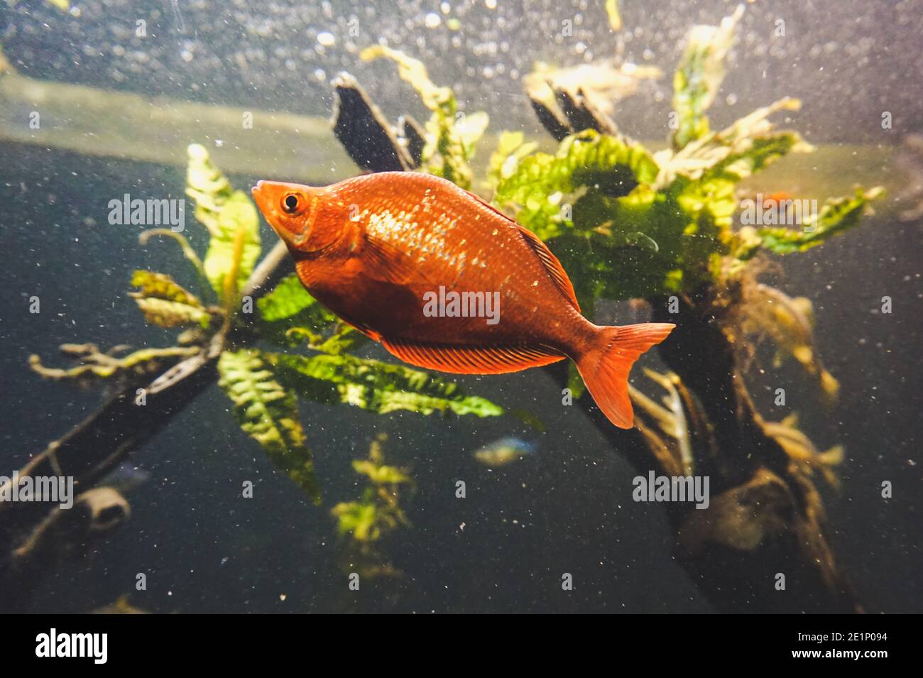 Single red fish, plants Stock Photo - Alamy