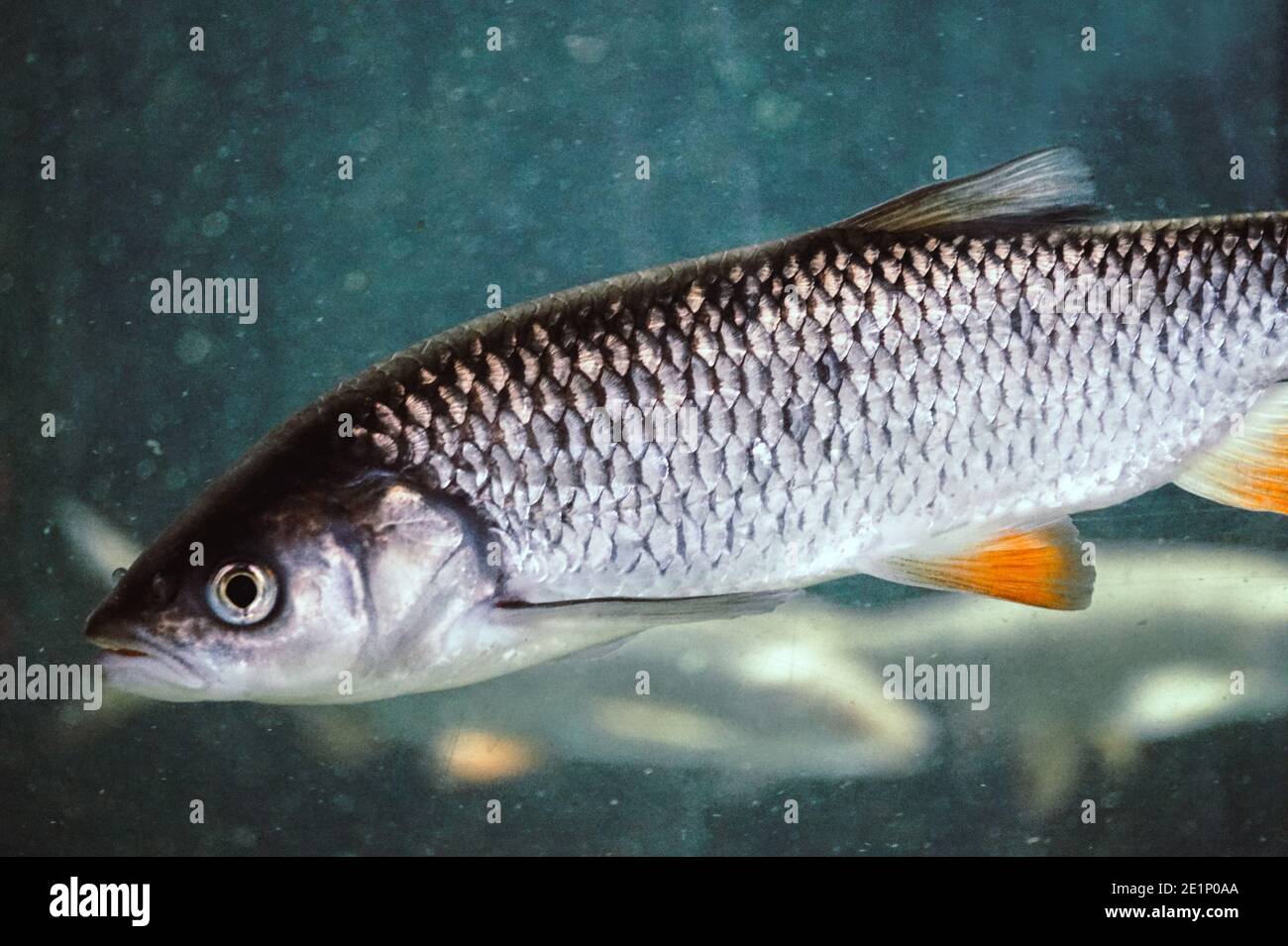 Rudd fish - side view Stock Photo - Alamy