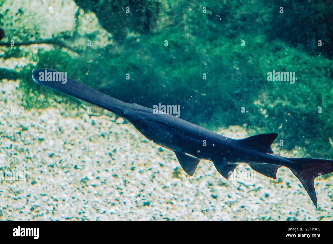 Sea fish long nose hi-res stock photography and images - Alamy