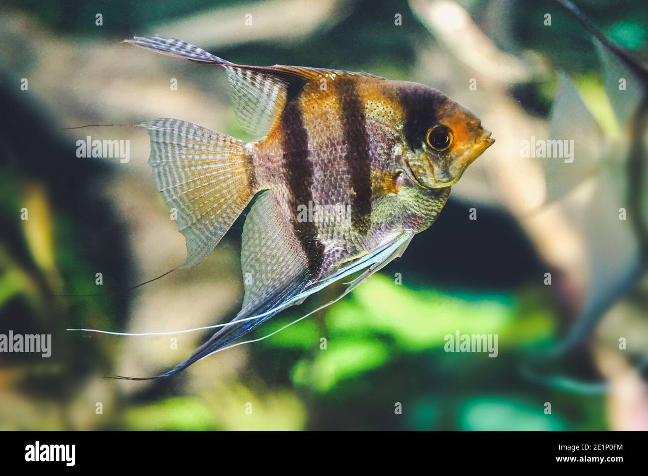 Freshwater Angelfish High Resolution Stock Photography and Images - Alamy