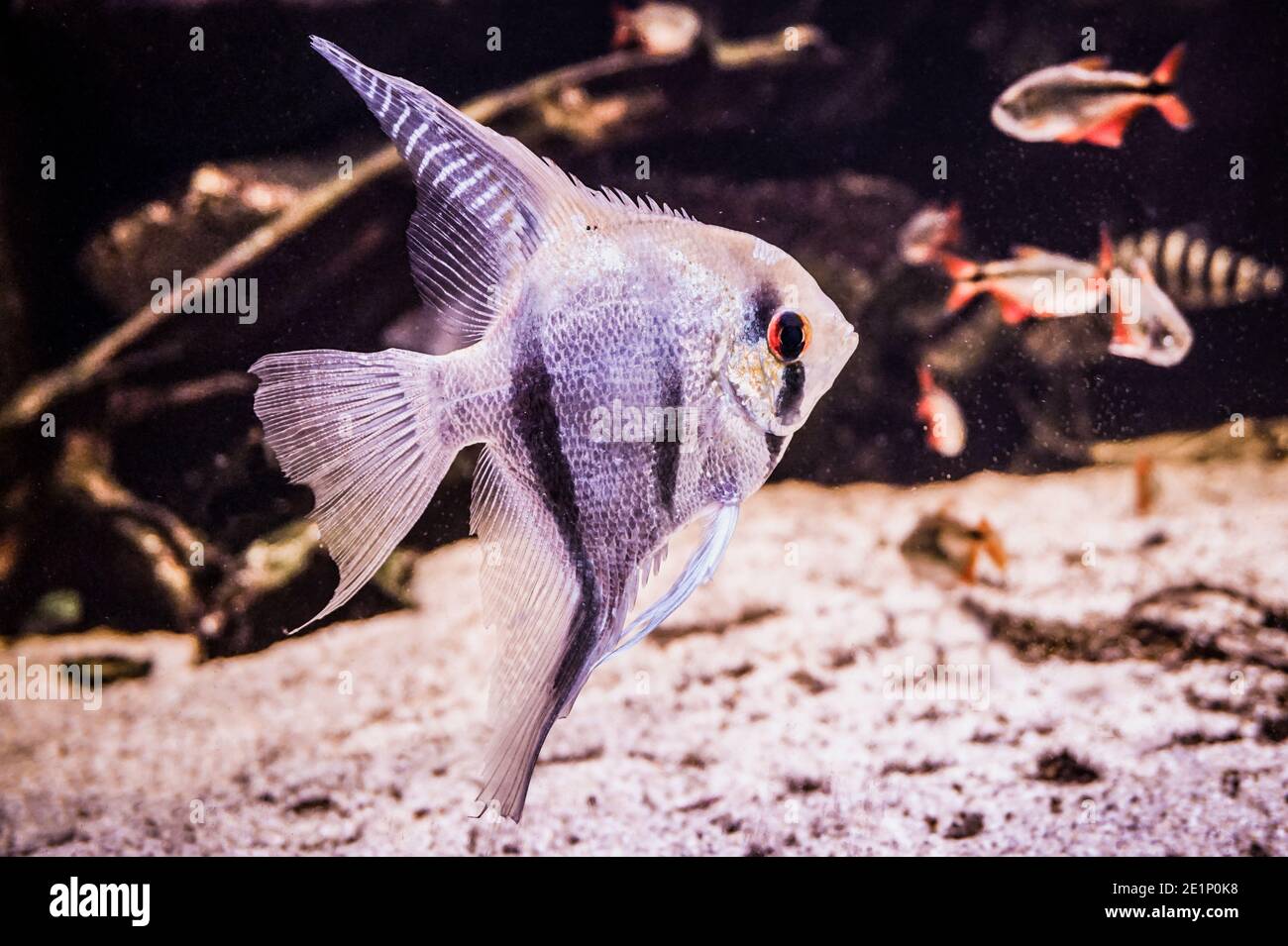 Fish scalar hi-res stock photography and images - Alamy