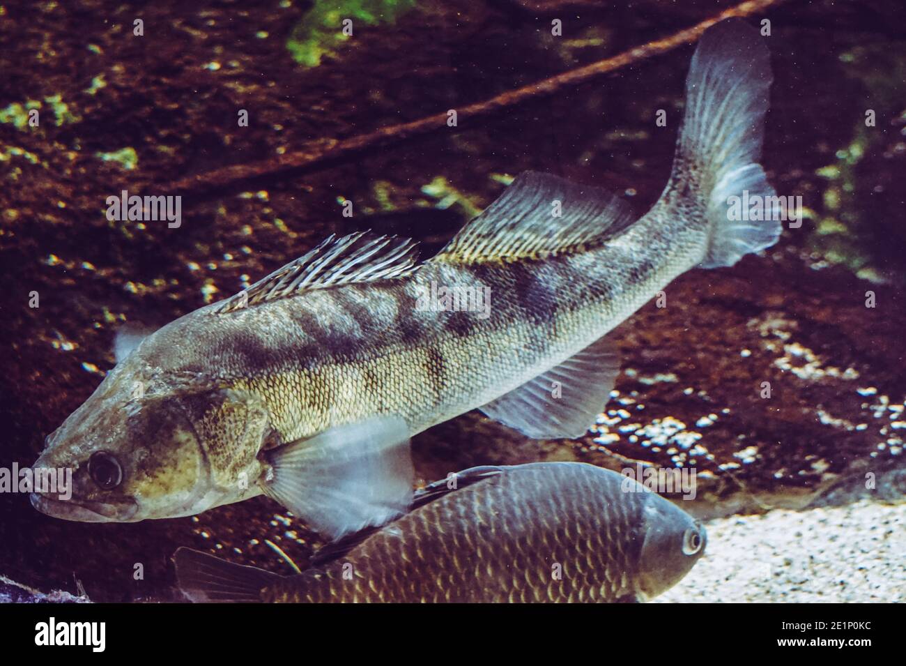 Silver fish swimming underwater Stock Photo - Alamy