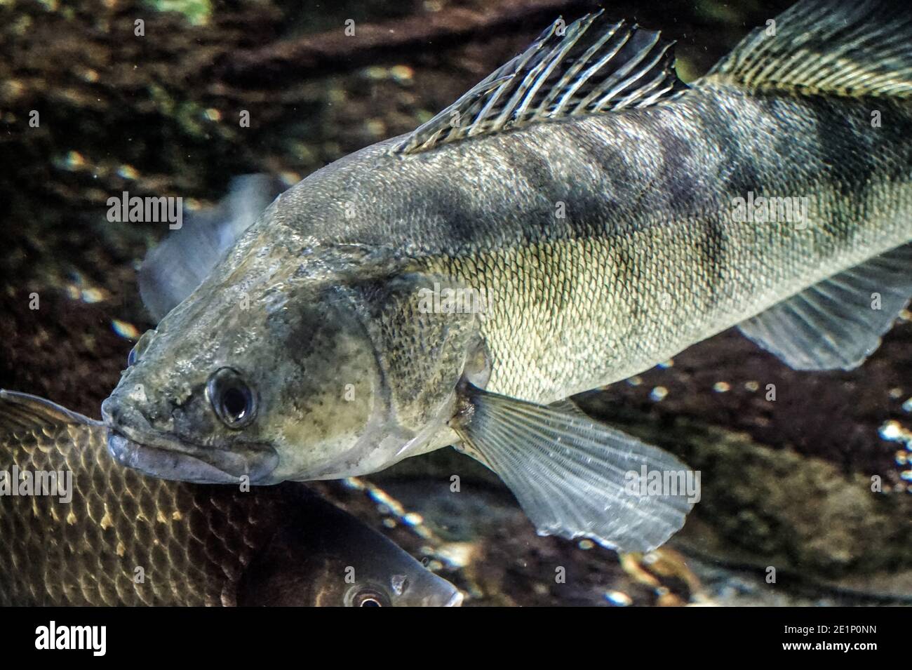 Rudd silver fish hi-res stock photography and images - Alamy
