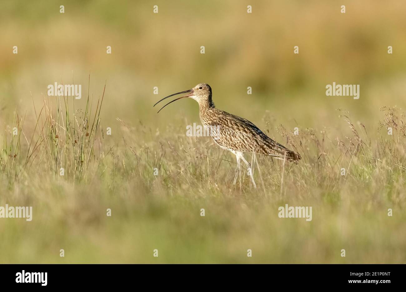 Curlew, Scientific name: Numenius arquata. Adult Eurasian curlew facing ...