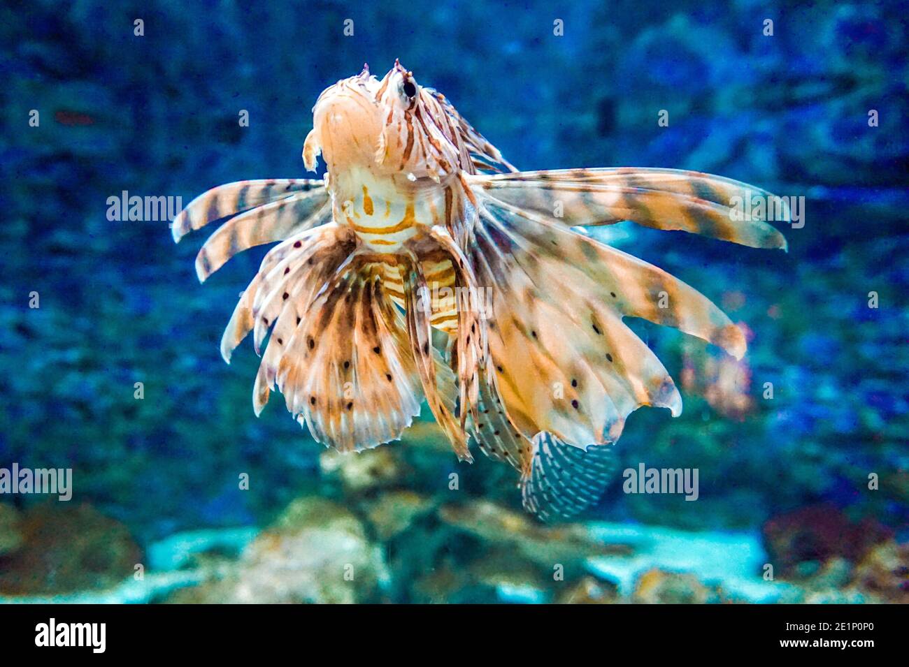 Orange, brown and white venomous coral reef fish Stock Photo - Alamy