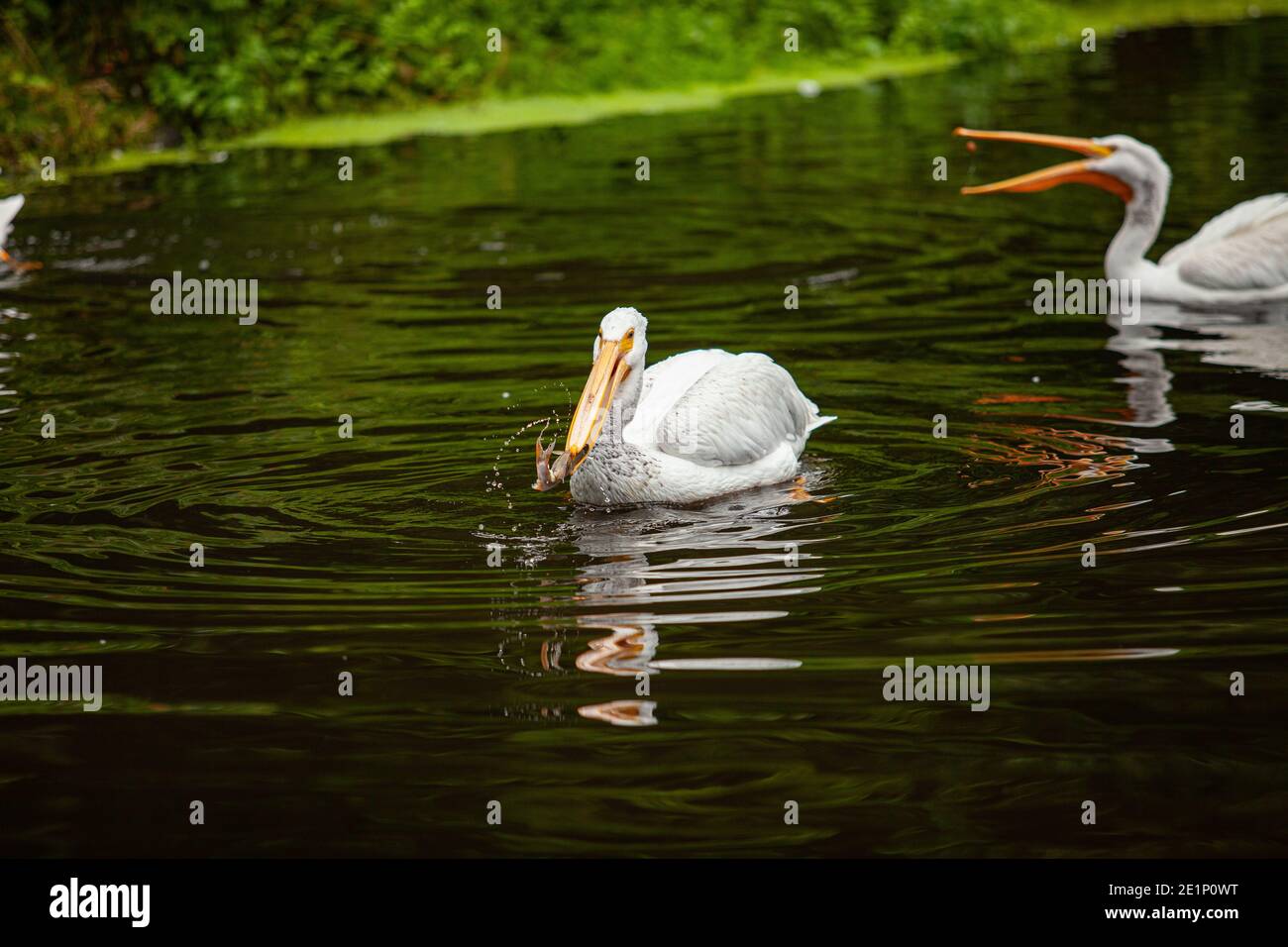 Pelican fish in pouch hi-res stock photography and images - Alamy
