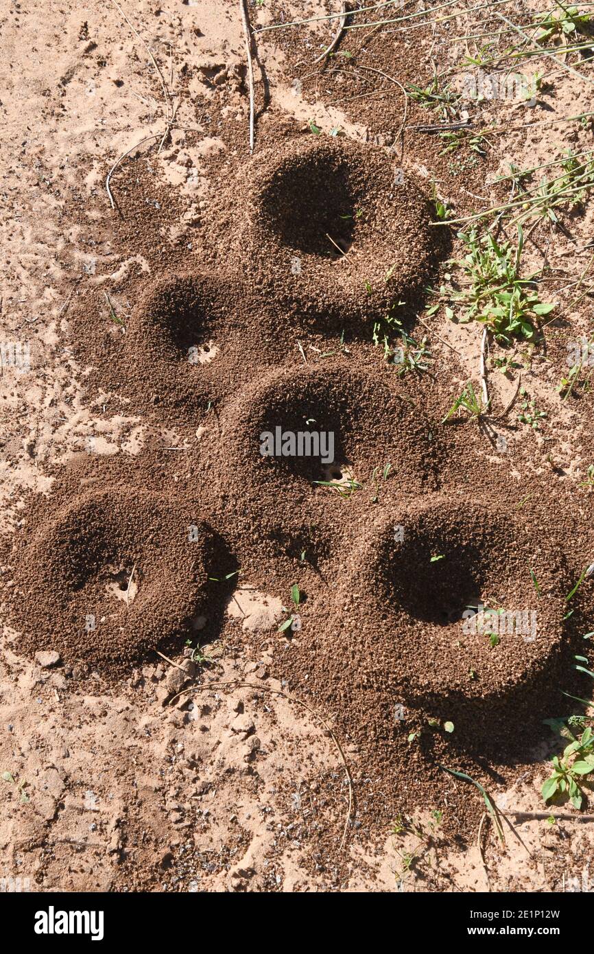 Clay ant hi-res stock photography and images - Alamy