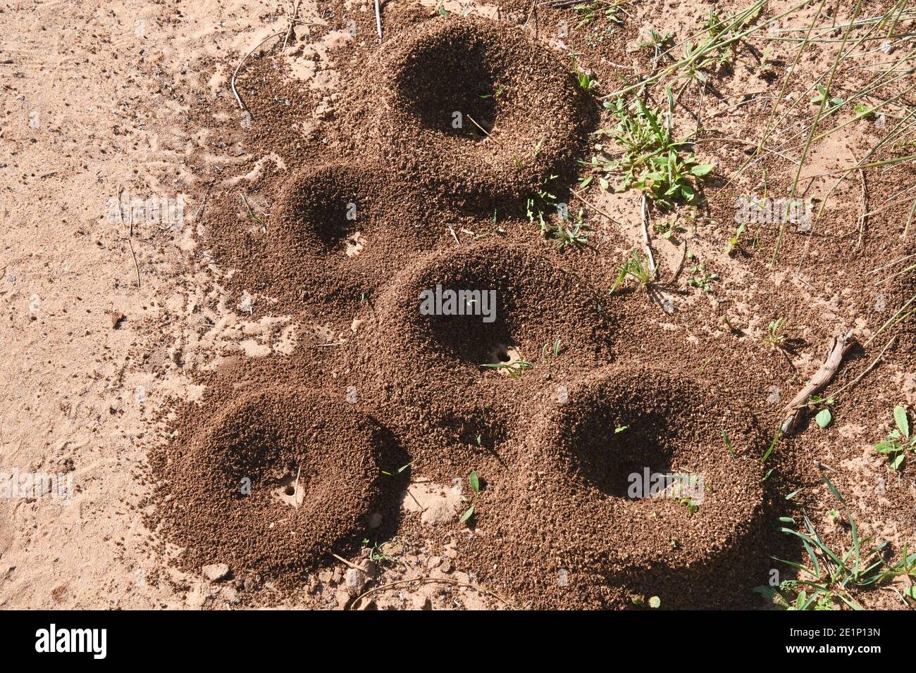 Ant colony nests Stock Photo - Alamy