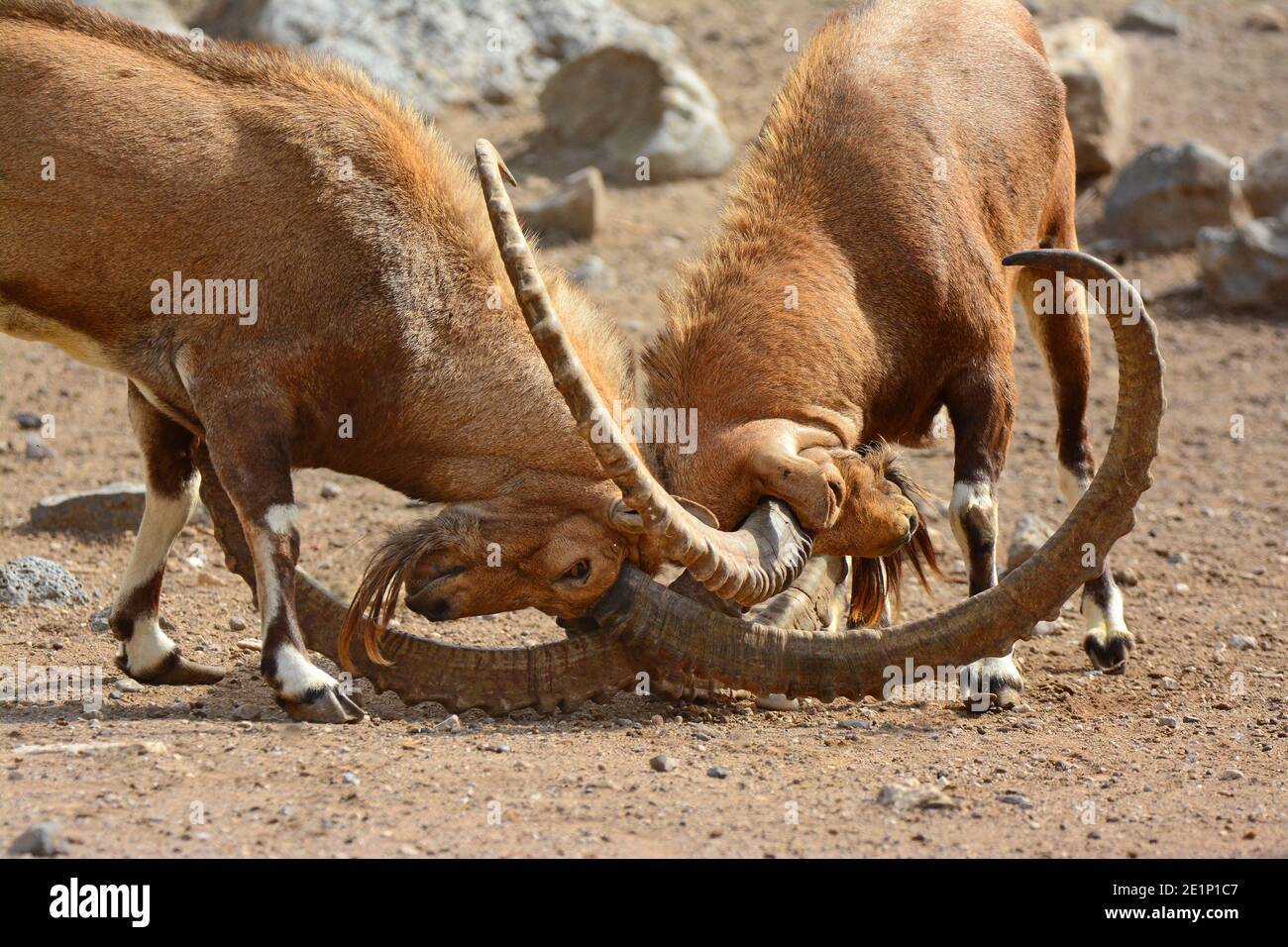 Fighting mating season hi-res stock photography and images - Alamy