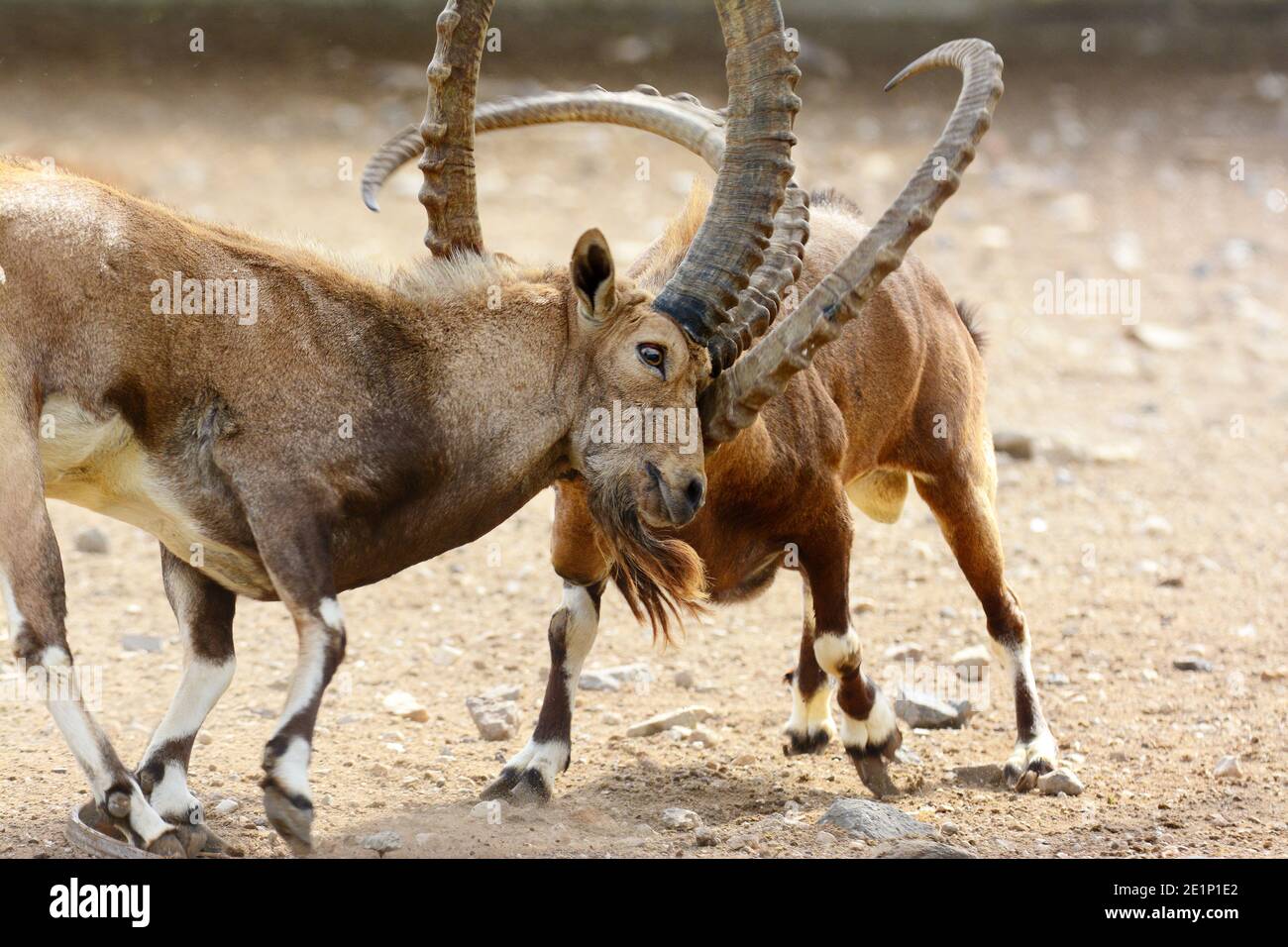Male Nubian Ibex fight Stock Photo - Alamy