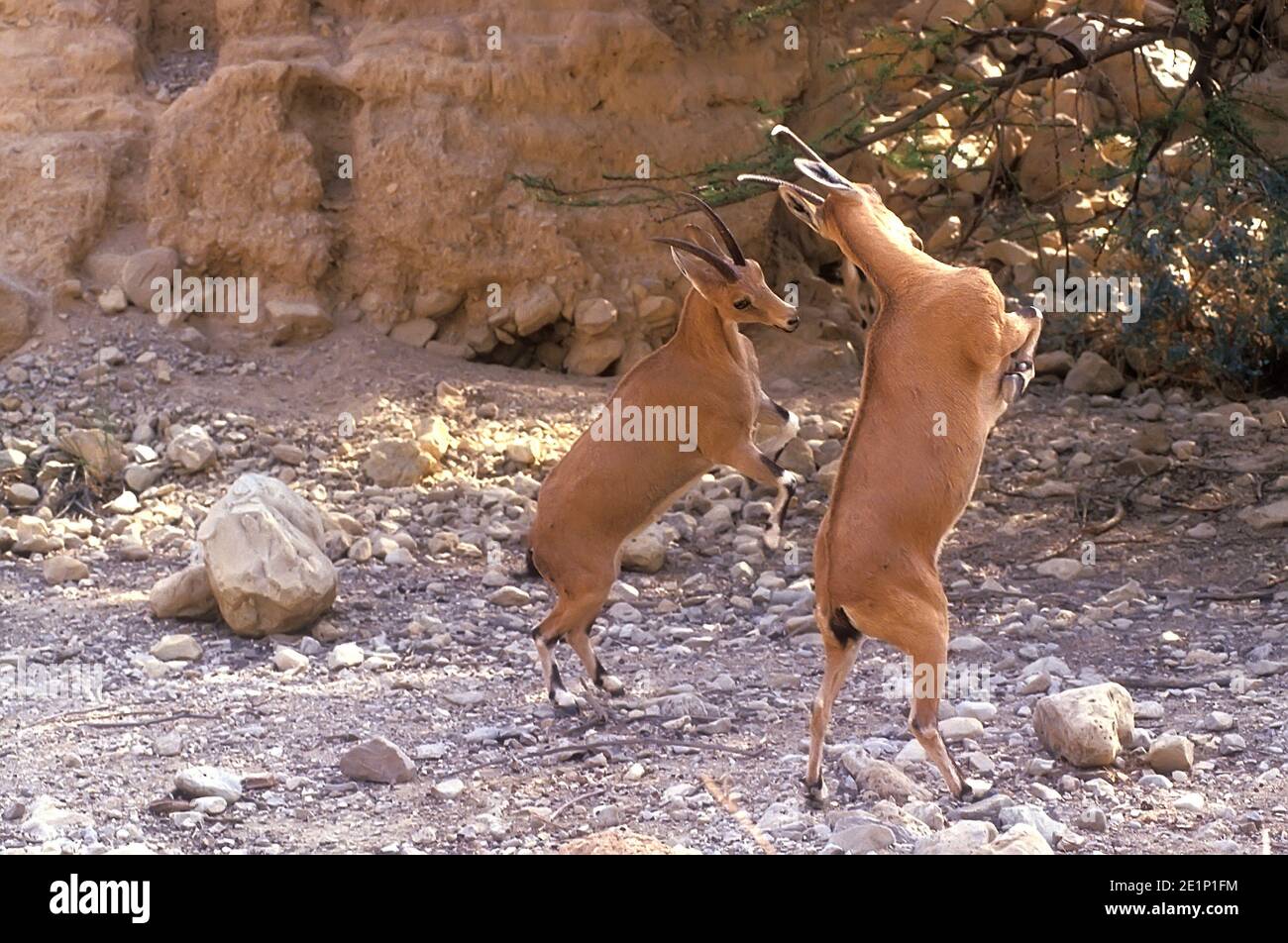 Ibex fight hi-res stock photography and images - Alamy