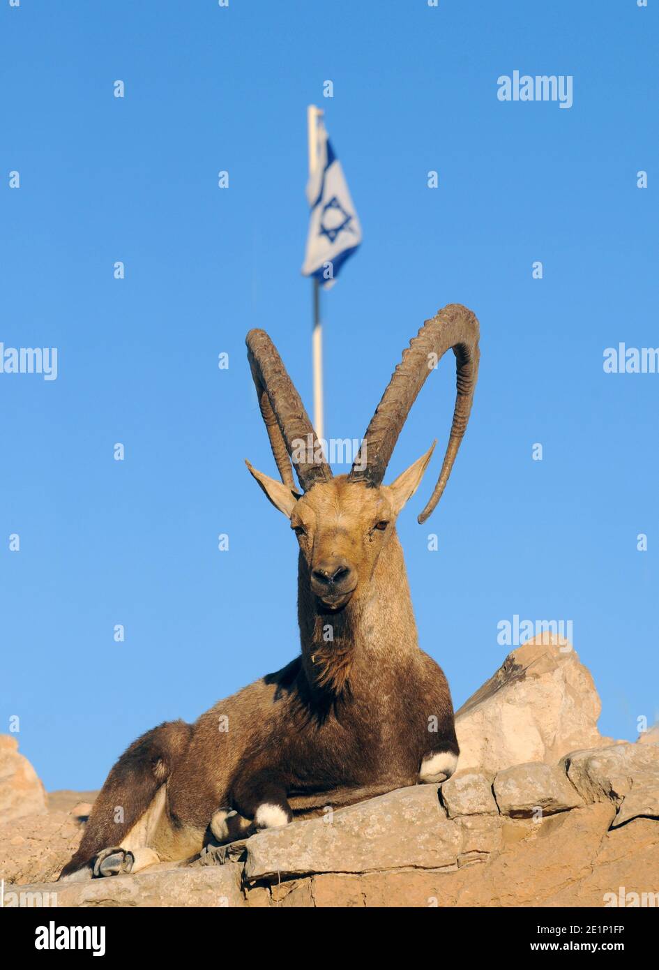 Down with israel flag hi-res stock photography and images - Alamy