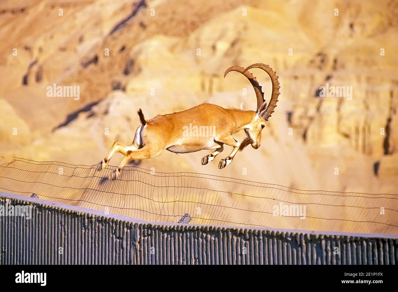 Fence jumping hi-res stock photography and images - Alamy