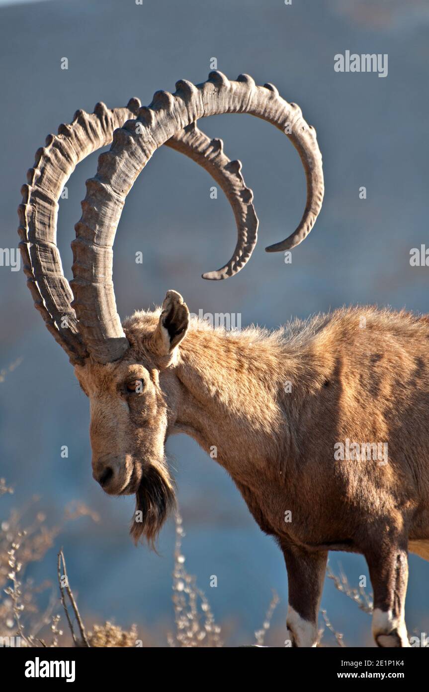 Ibex - big male horns Stock Photo - Alamy
