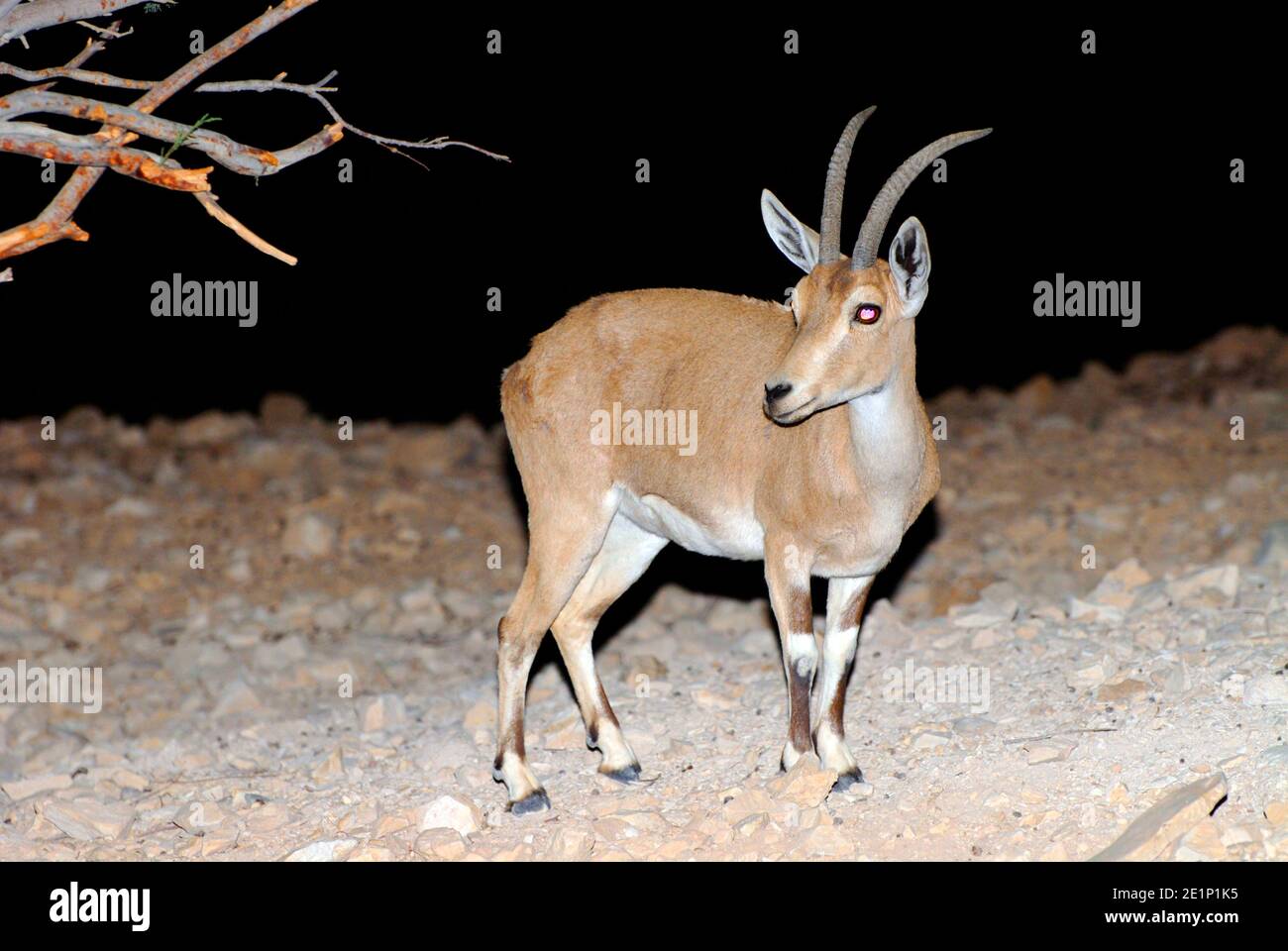 Ibex habitat hi-res stock photography and images - Alamy