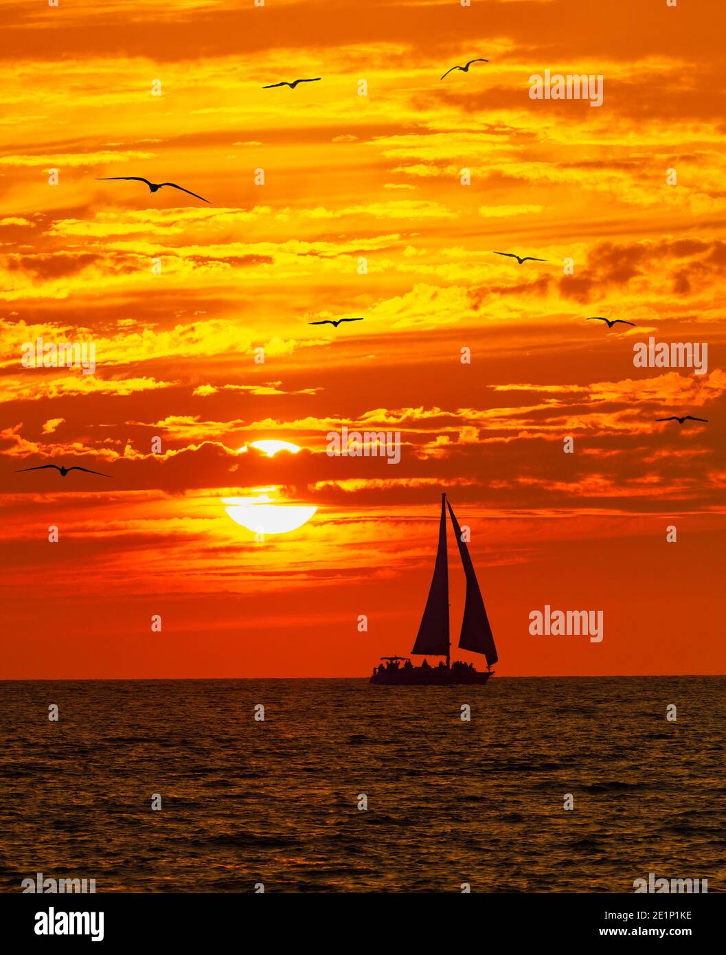 Birds boat hi-res stock photography and images - Alamy