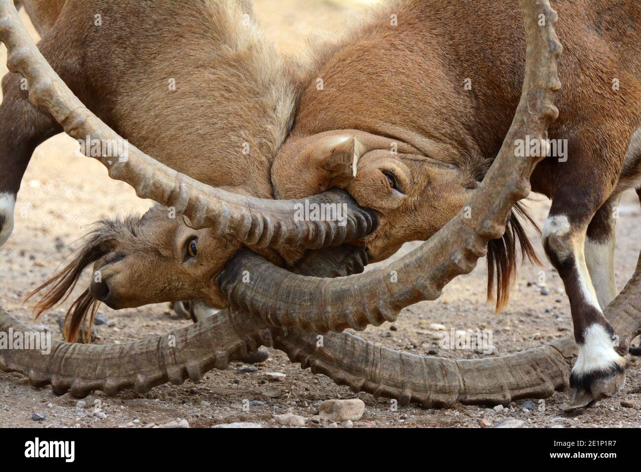 Male Nubian Ibex fight Stock Photo - Alamy