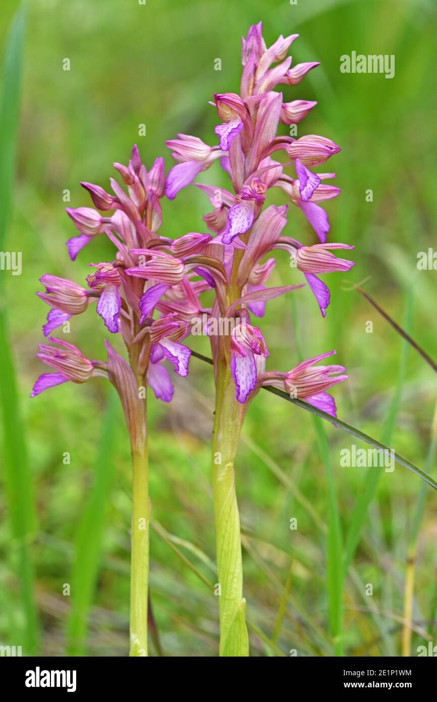 Pink Butterfly Orchid, Orchis papilionacea Stock Photo - Alamy