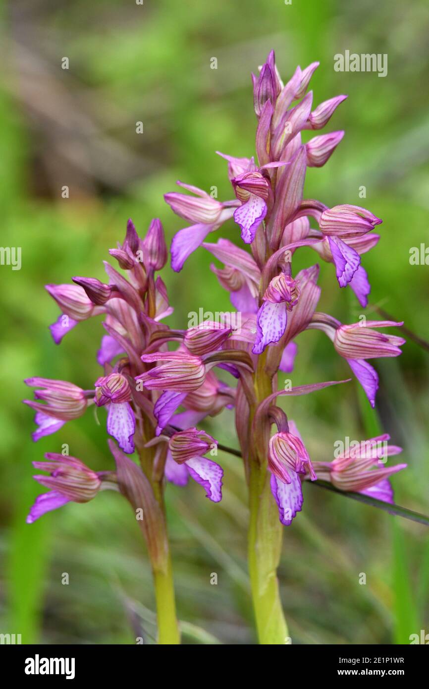 Pink Butterfly Orchid, Orchis papilionacea Stock Photo - Alamy