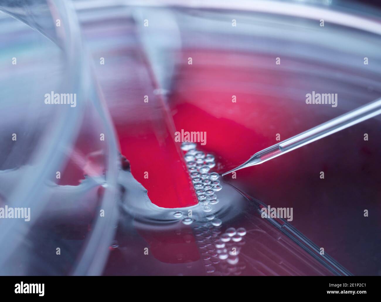Cells biology hi-res stock photography and images - Alamy