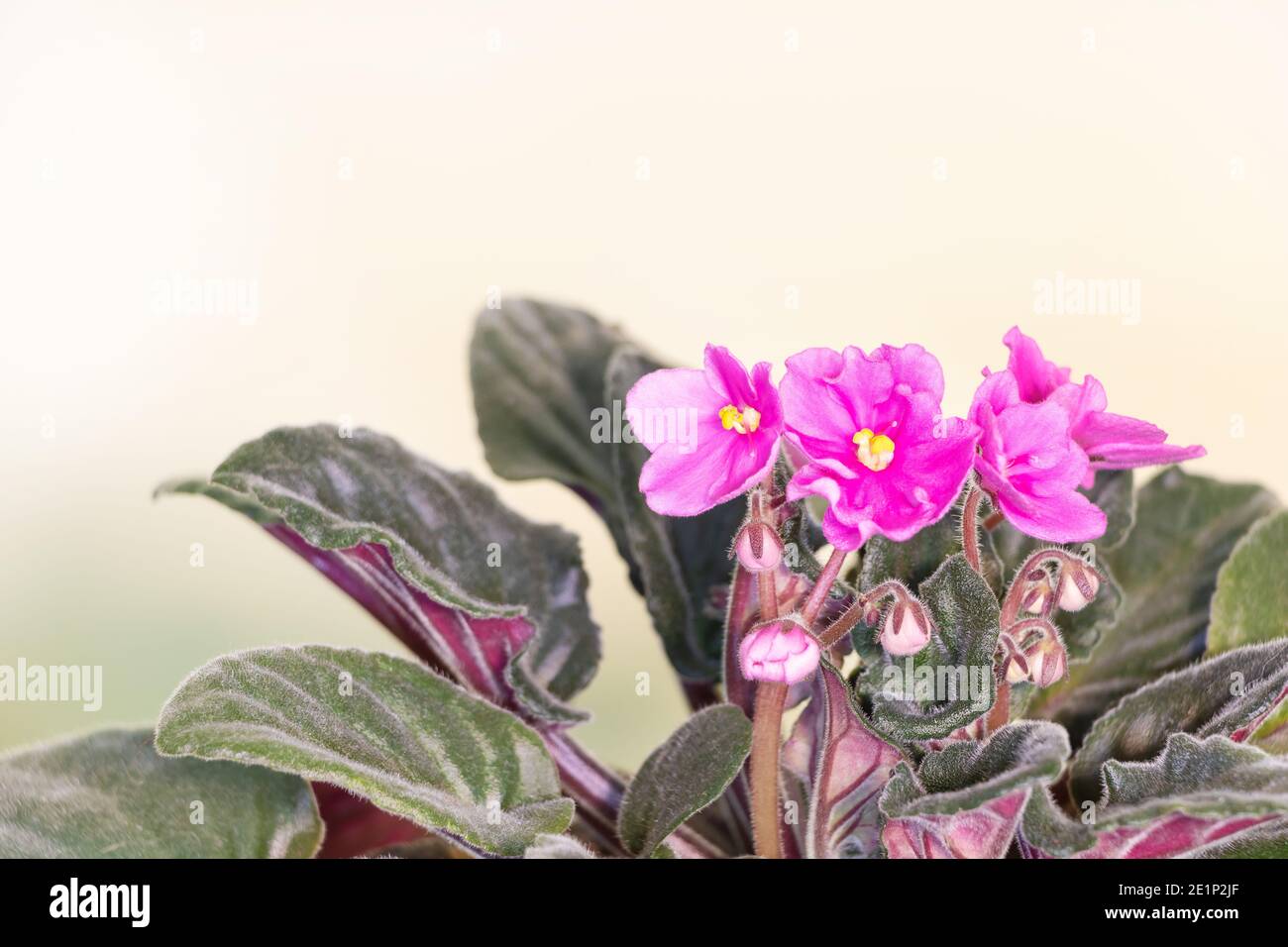 African violet blooming very beautifully in pink Stock Photo - Alamy
