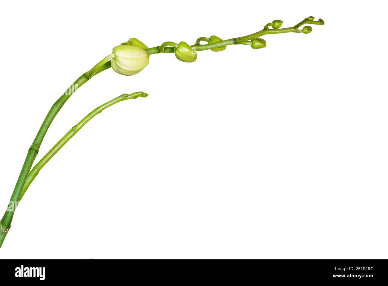 Phalaenopsis orchid Flower spike isolated on white background Stock ...
