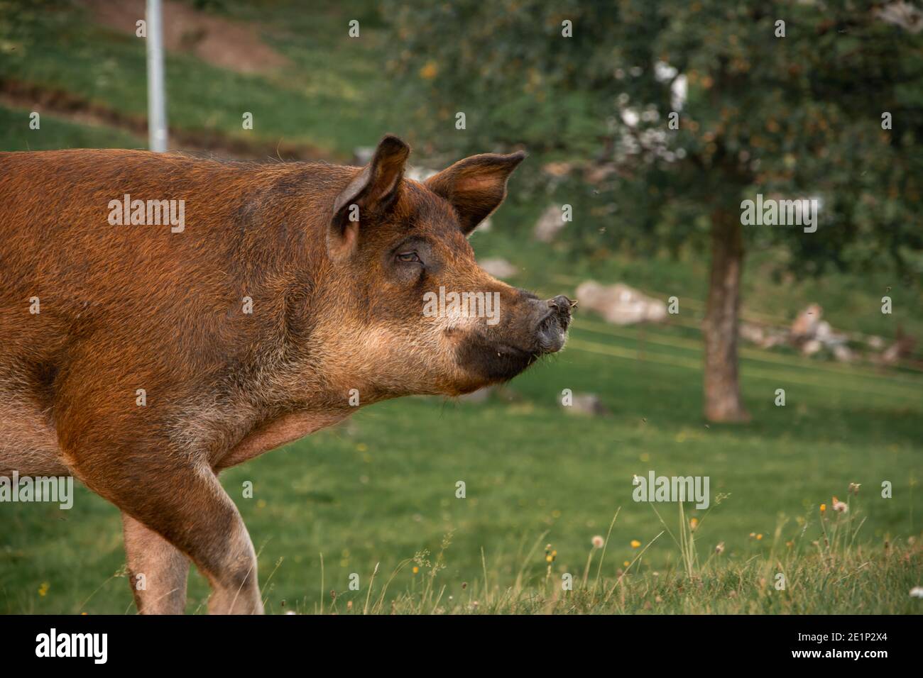 Fat farm animal hi-res stock photography and images - Alamy