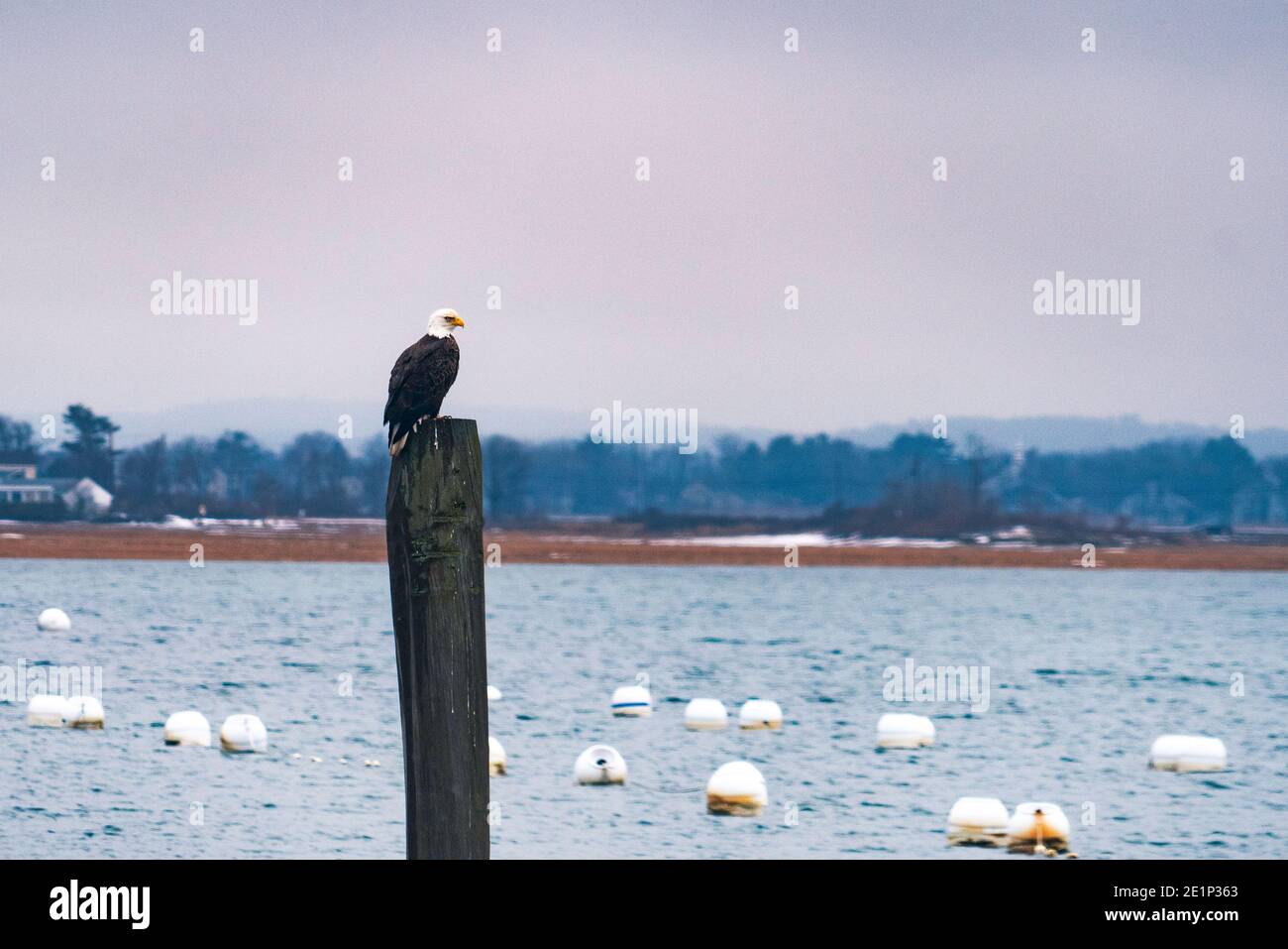 Bald eagle sits on post surrounded by buoys in Maine Stock Photo - Alamy