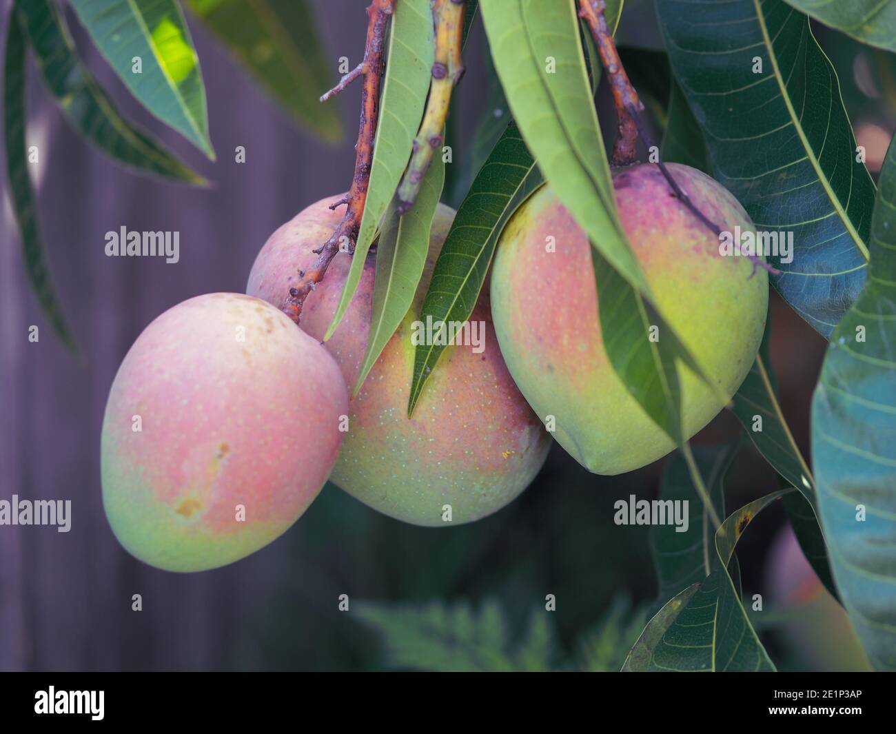 Three pink and green Mangoes ripening on a Mango tree in the Australian ...